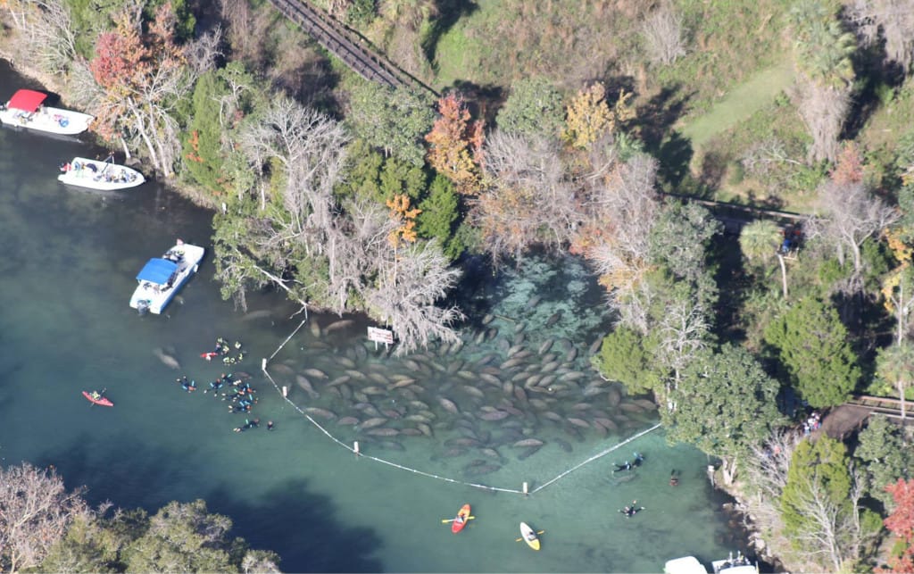 How Buoys Protect Endangered Manatees | Walsh Marine Products
